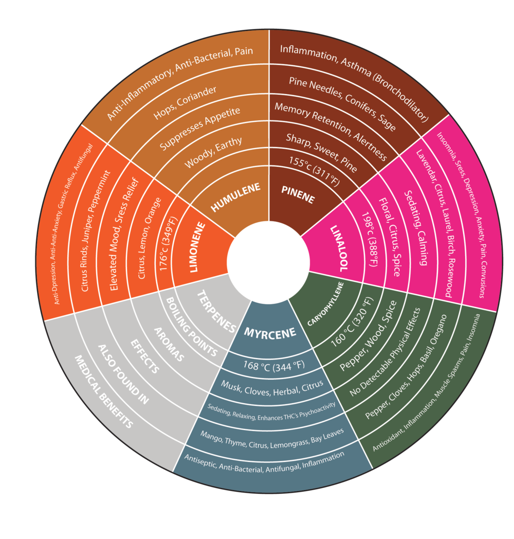 Terpenen, wat zijn het eigenlijk? | CBThee.nl | Water oplosbare CBD Thee